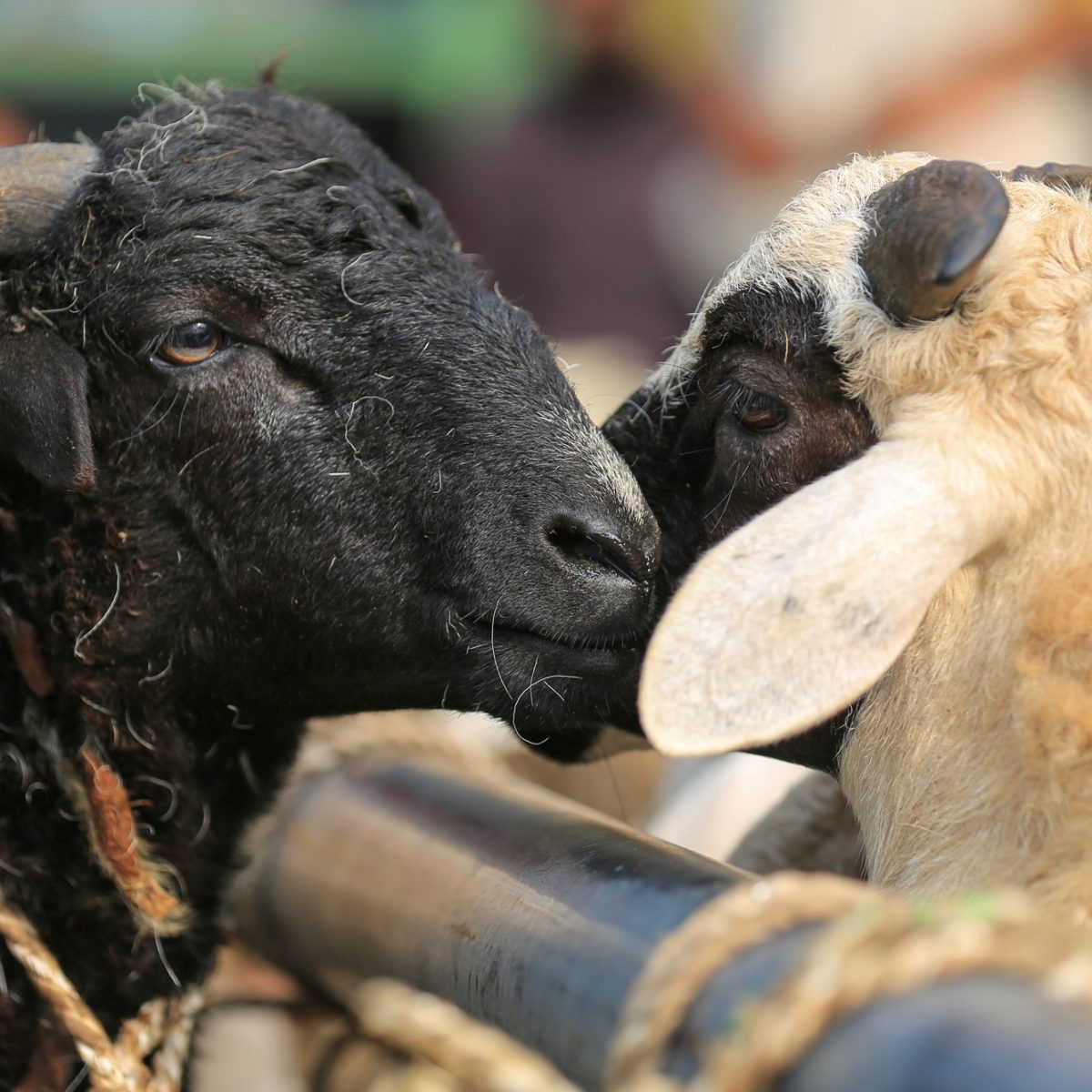 Home page - Qatar Charity Blog